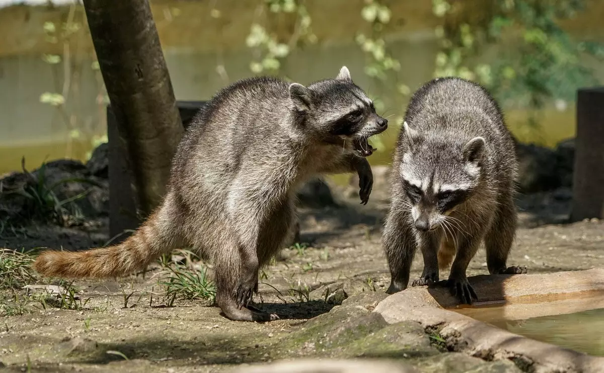 Yn Sotsji Park, de jacht op Raccoons