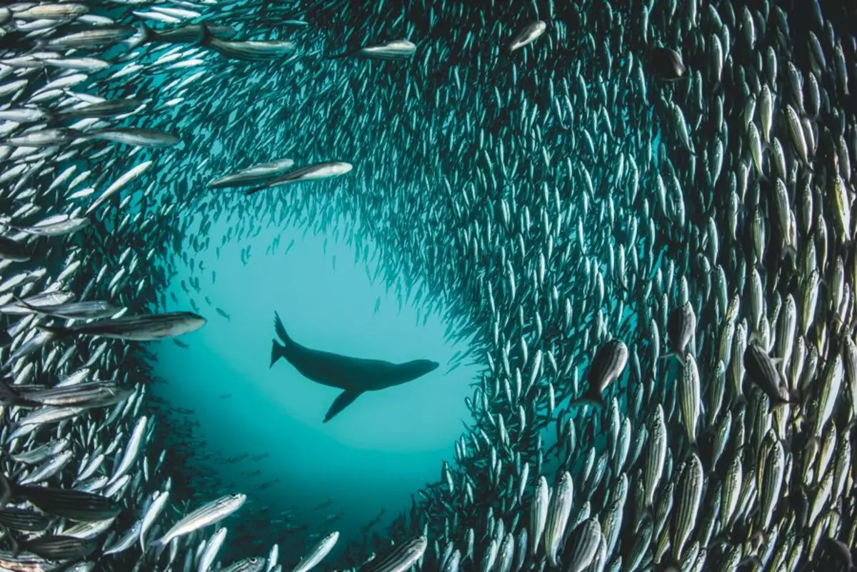 Oyang'anira a Galapagos