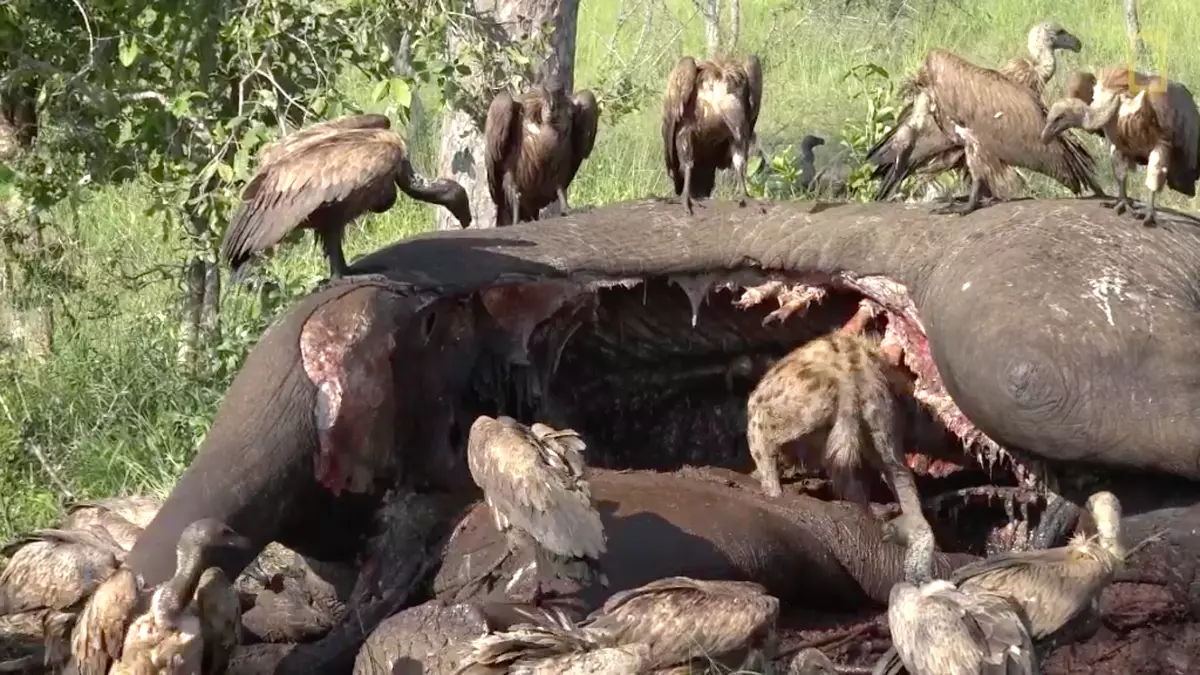Lo que está sucediendo con una carcasa de elefantes en 5 días: Video