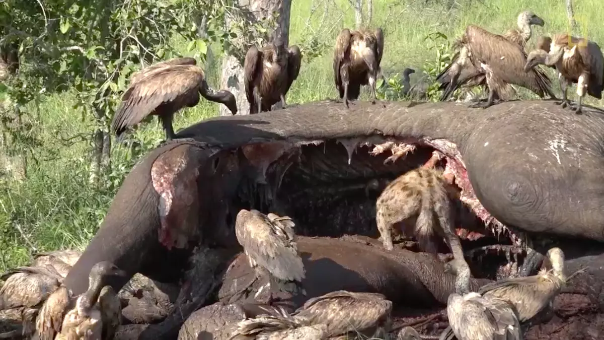 O que está a suceder cunha carcasa de elefante en 5 días: vídeo