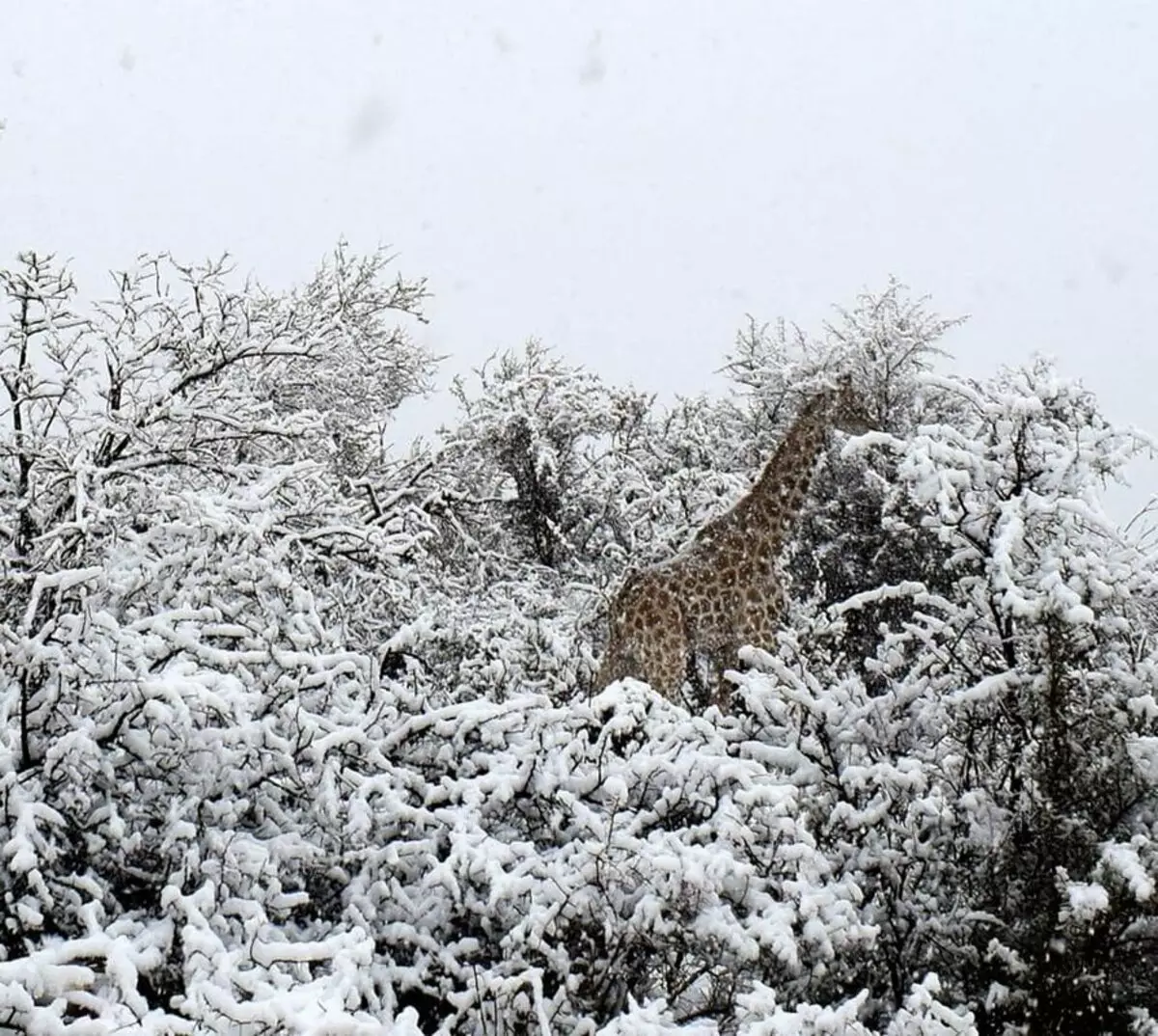 Slonovi i žirafe u zimskoj šumi: fotografija