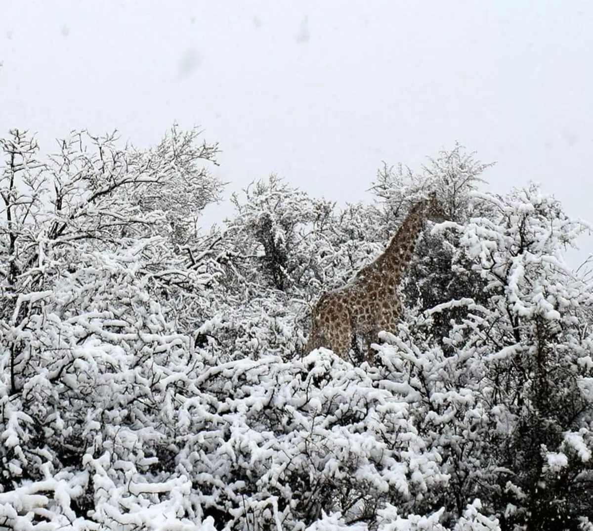 Oaljefanten en giraffen yn 'e winterbosk: Foto