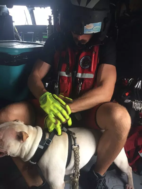 Como animais gardados durante o furacán de Florencia: Video