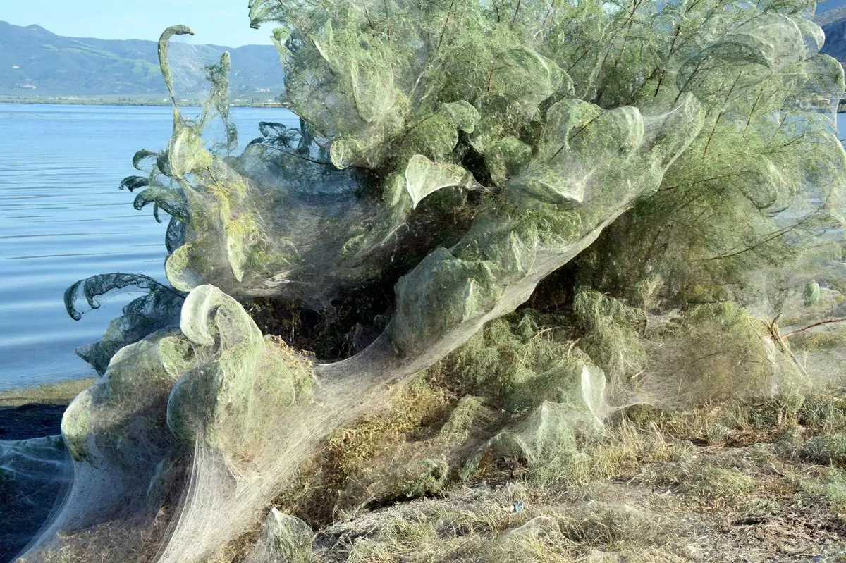 Ελληνική παραλία Induned Giant Web: Φωτογραφία και βίντεο