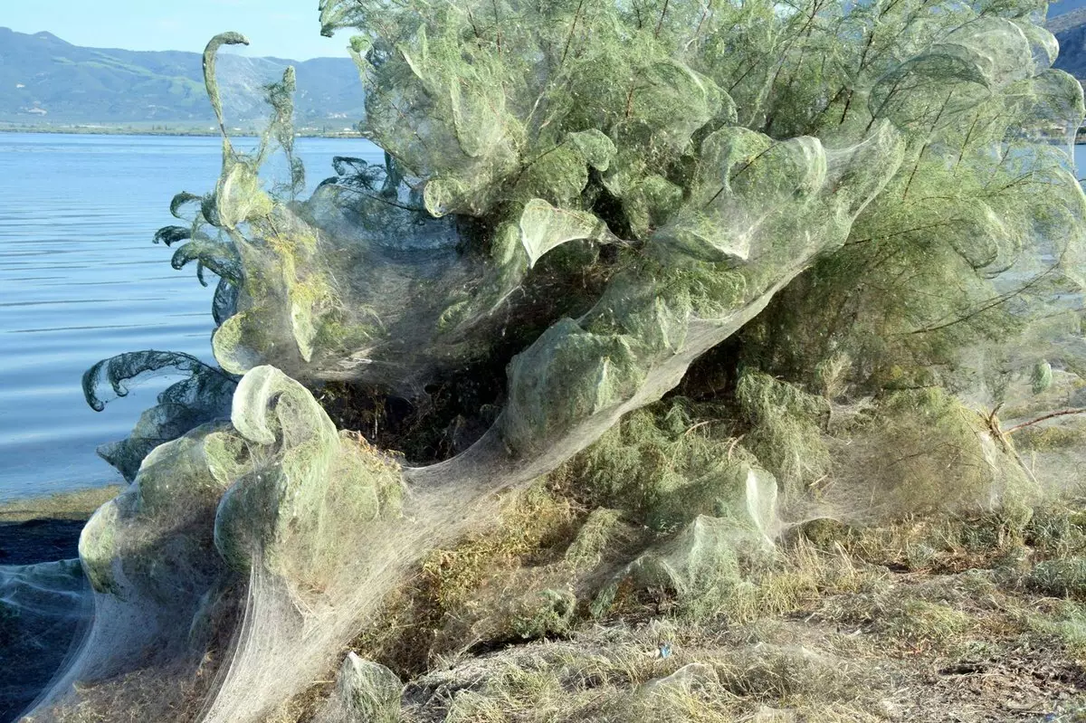 Grekisk strand indunstad jätte webb: foto och video