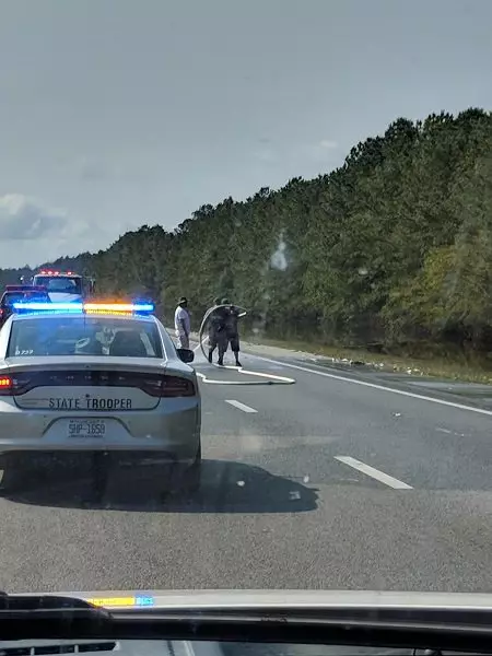 Mystery of the highway destroyed by dead fish: video