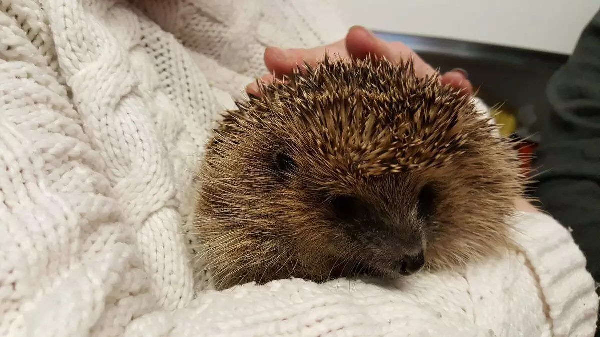 150 mananap matag tuig: usa ka parisan sa mga British pensioners nagaluwas hedgehogs