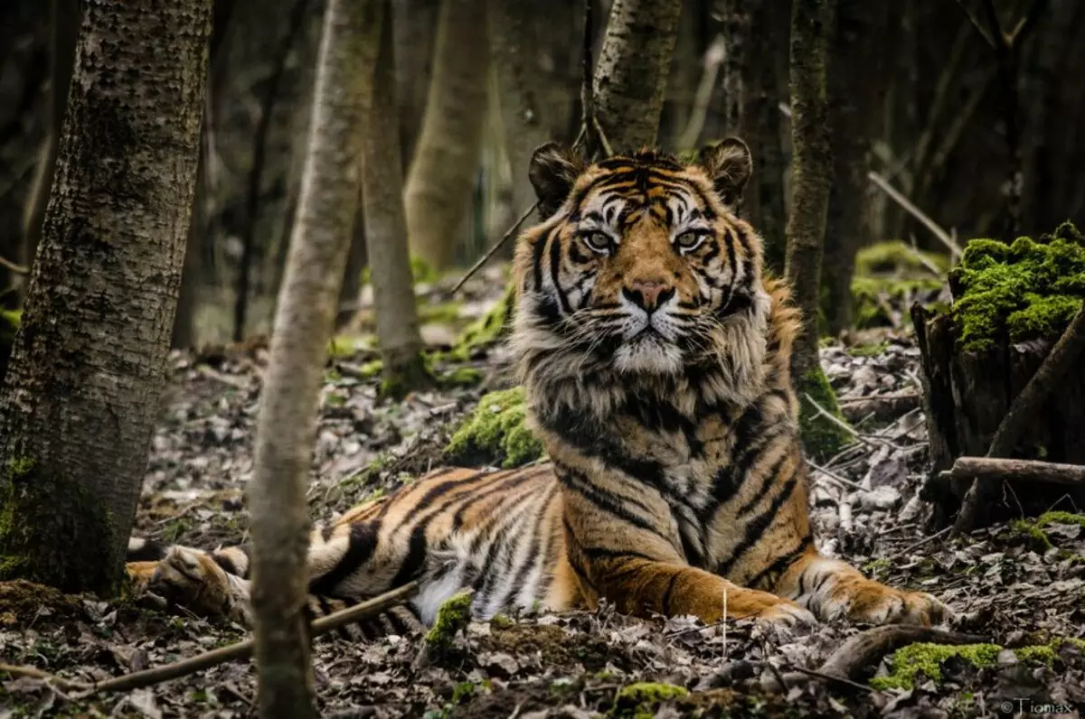 oportunitat tràgica: una tigressa embarassada va morir a Indonèsia