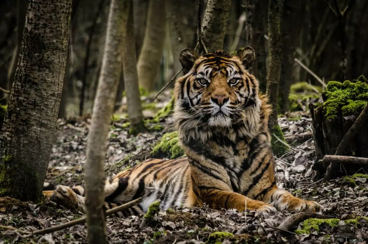 Peluang Tragik: Tigress hamil terbunuh di Indonesia