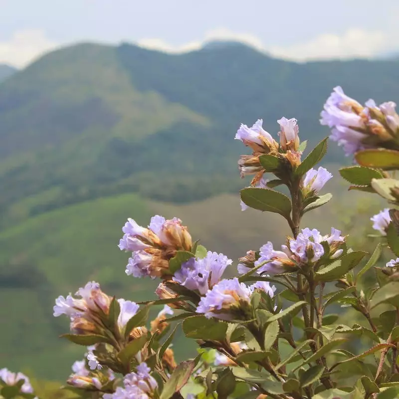 Malofta Beleco: Foto kaj video de hindaj koloroj florantaj ĉiun 12 jarojn