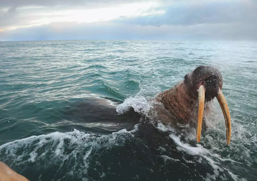 Pangasawa sa Dagat: Mga Hunters Walrus