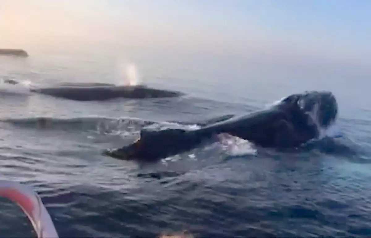 Peb Humpback Whales ib txhij dhia tawm ntawm cov dej: video