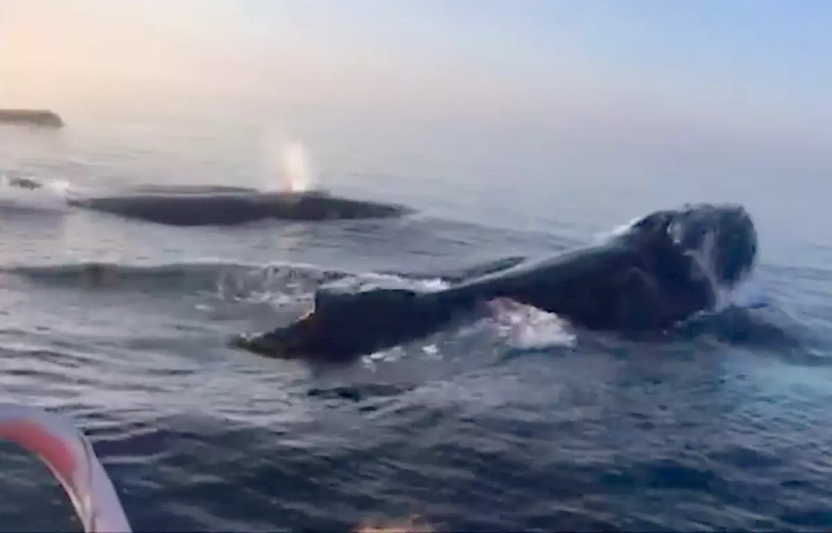 Tiga paus humpback pada masa yang sama melompat keluar dari air: video