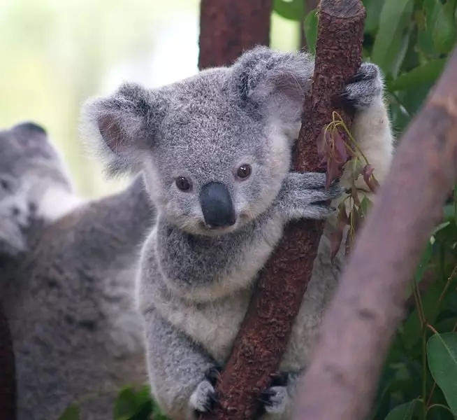 Nola gorde zuen txakurrak koala: Australiako istorioa ukitzea