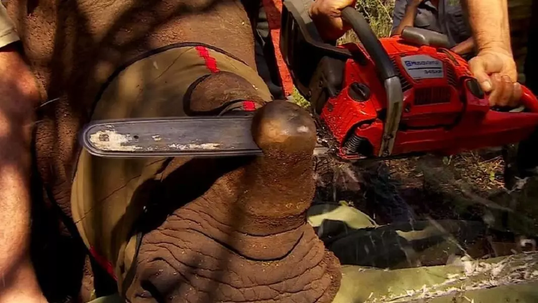 Γιατί οι υπερασπιστές των ζώων ξεβιδώνουν τα κέρατα ρινόκερου;