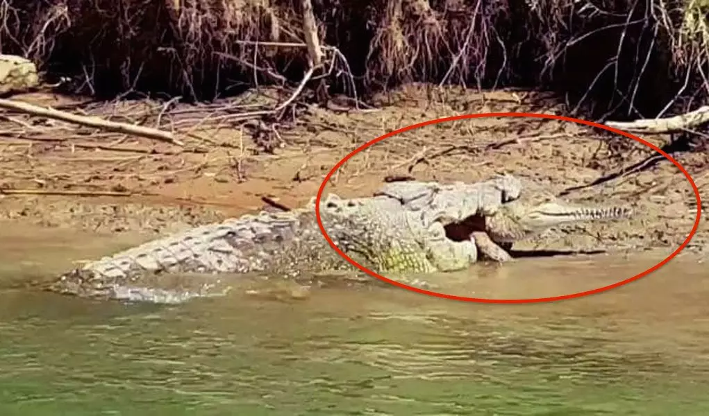 Krokodila giganto manĝas alian krokodilon: Video