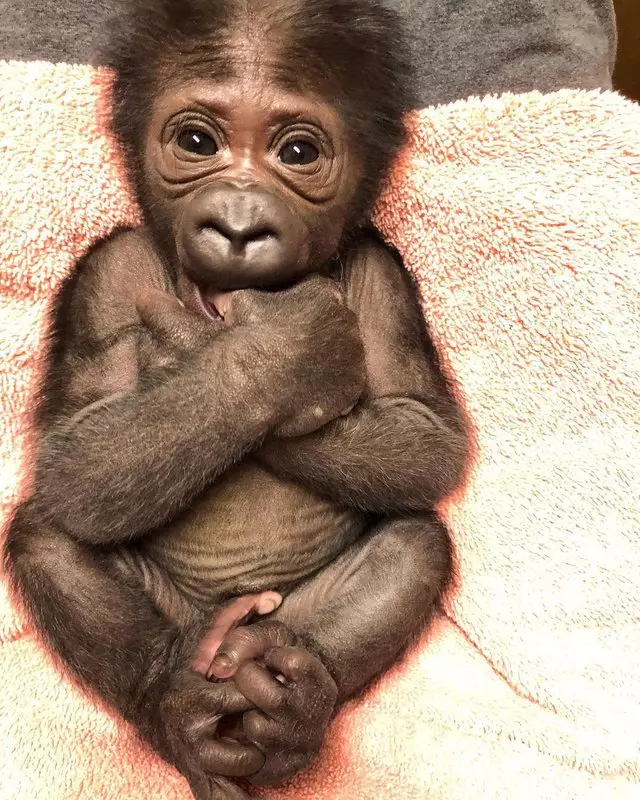 Rare Gorilya natawo sa American zoo: video