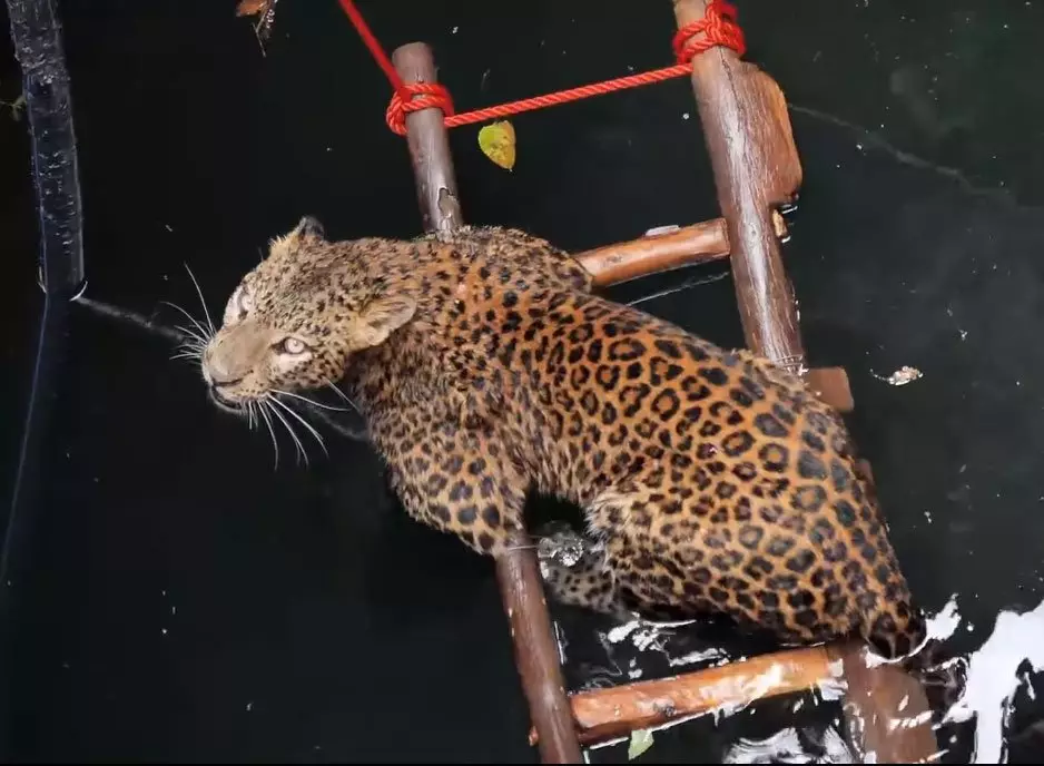 Frelse af leoparden faldt i brønden: video
