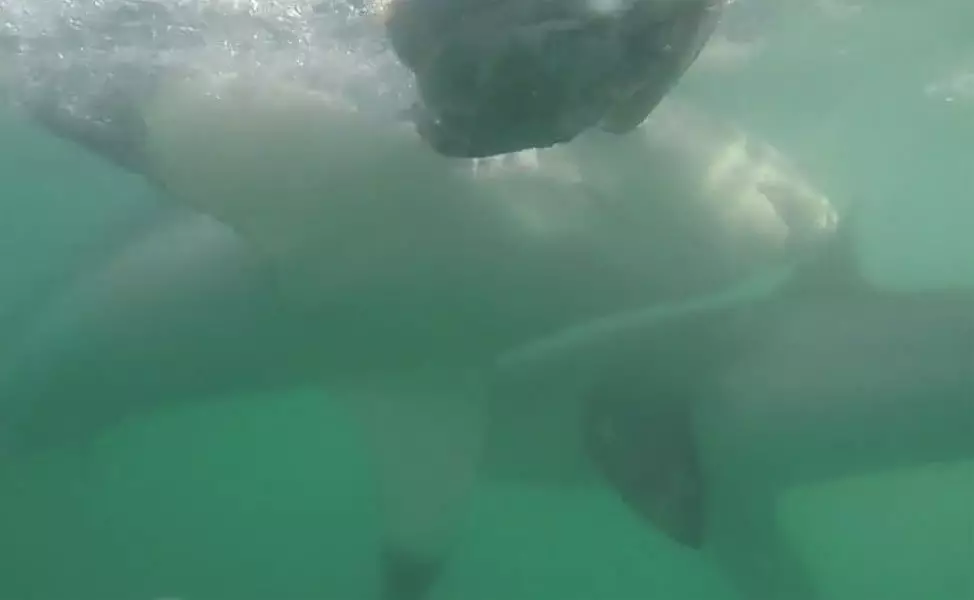Liels haizivs uzbrukumi mazi: video