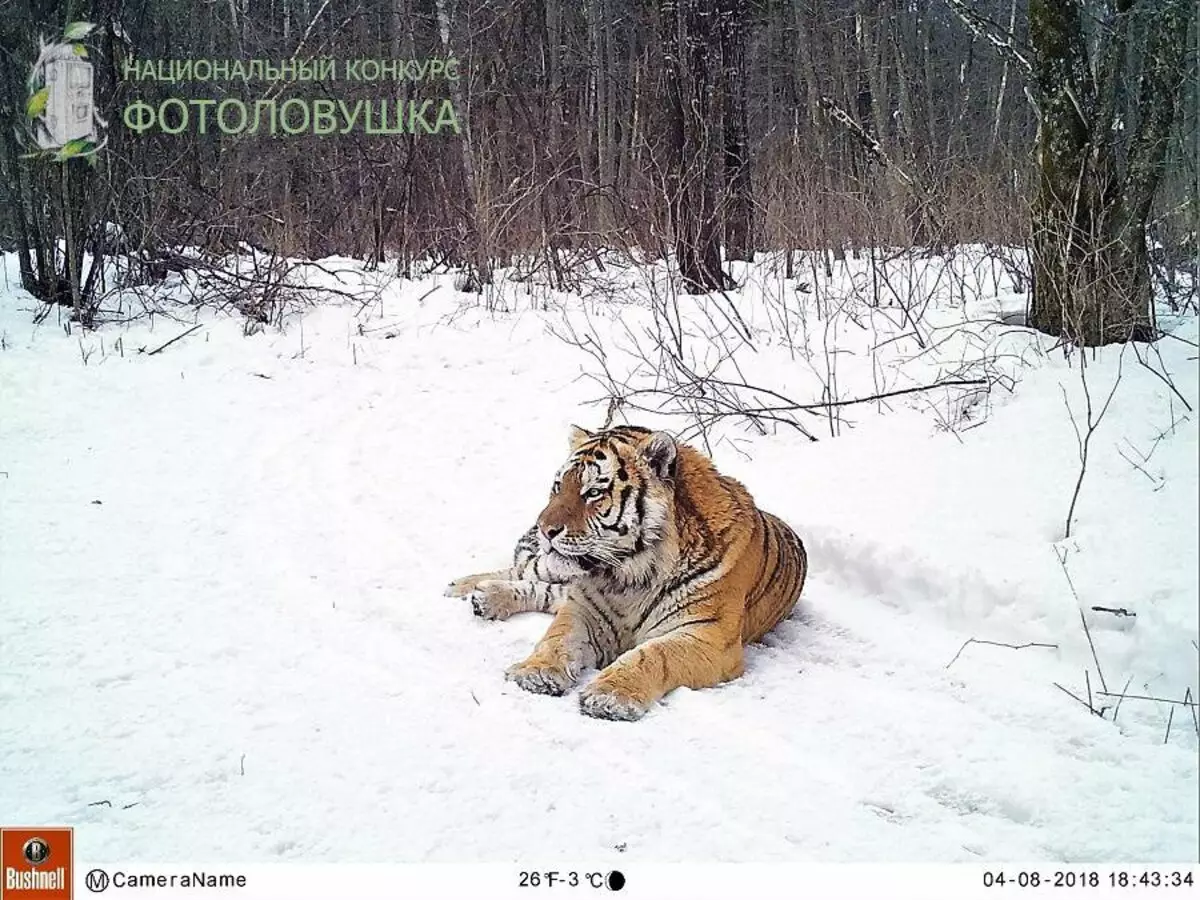 Crouching Tiger, Bolden Leopard: Kilpailu parhaista kehyksistä valokuva-getsa