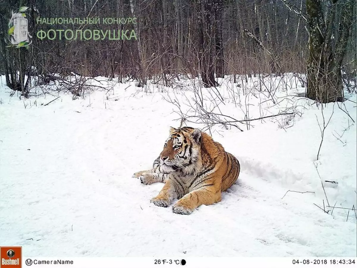 Tiger, Bolden Leopard Crouching: photo gallets eng yaxshi doirasida uchun tanlov