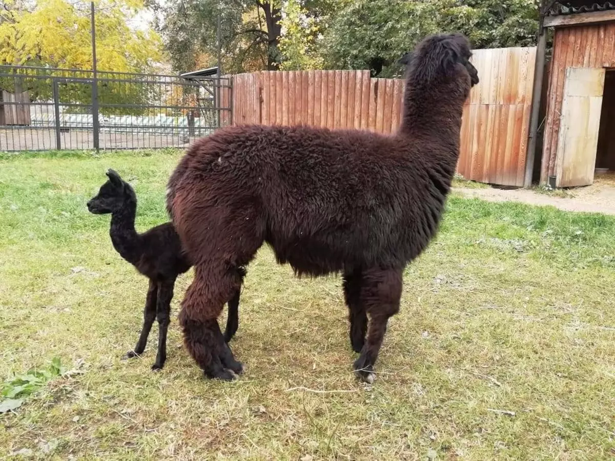 Faamalo, o i ai le alpaca: toe faatumuina i le moscow zoo