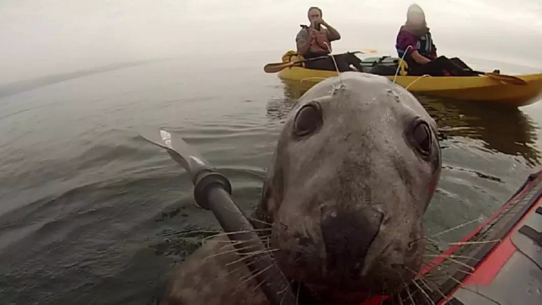 Доброзичливий тюлень забирається в човен: відео