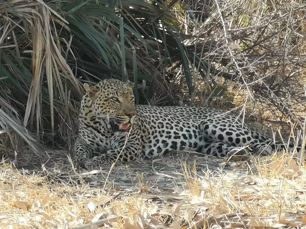 Leopard sar vittma ta 'kukkudrill: video