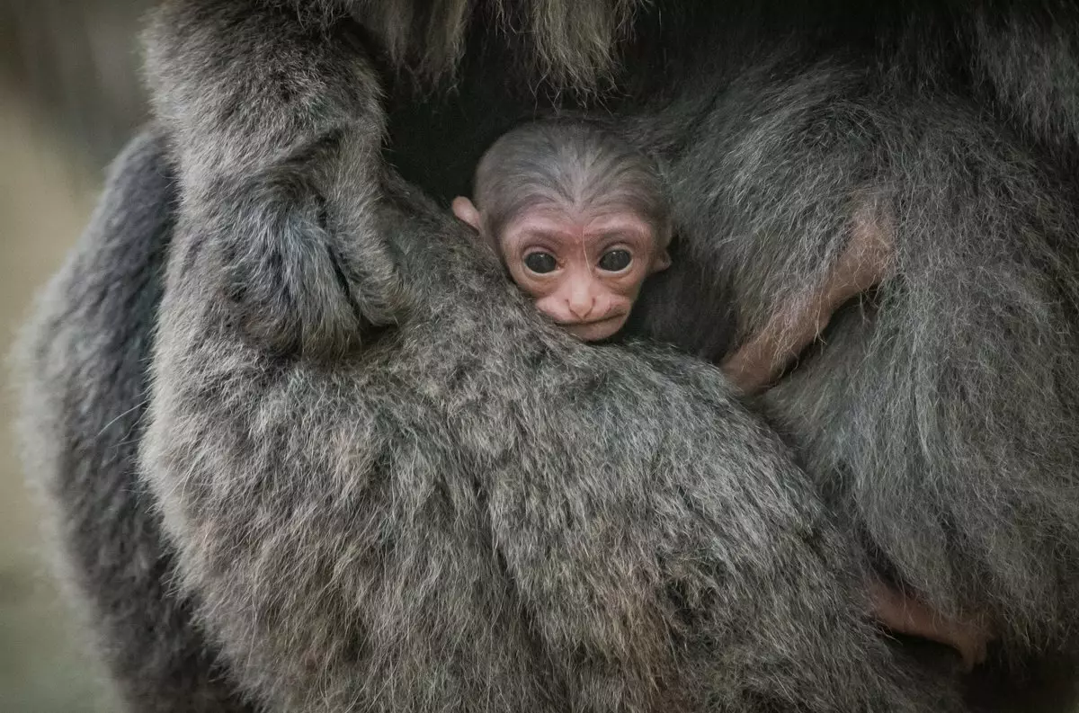 Gibbon argjendi ka lindur në kopshtin zoologjik britanik: Video