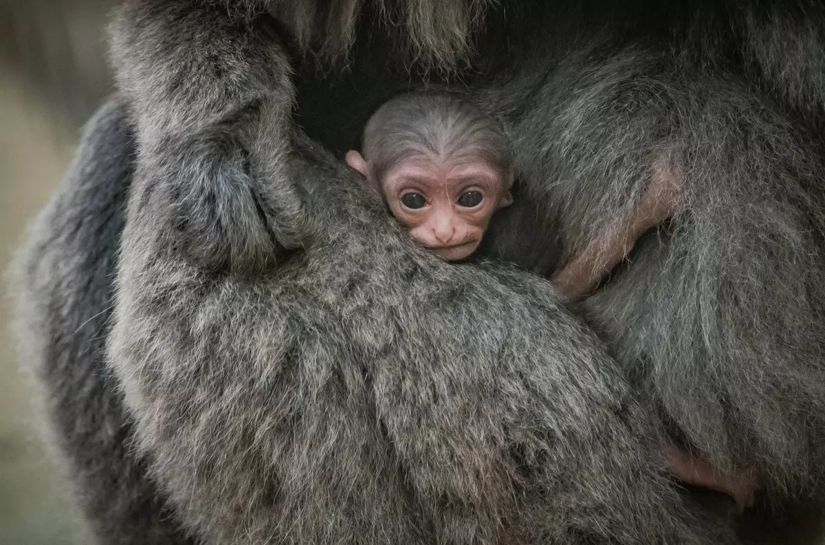 Silver Gibbon föddes i brittiska zoo: video