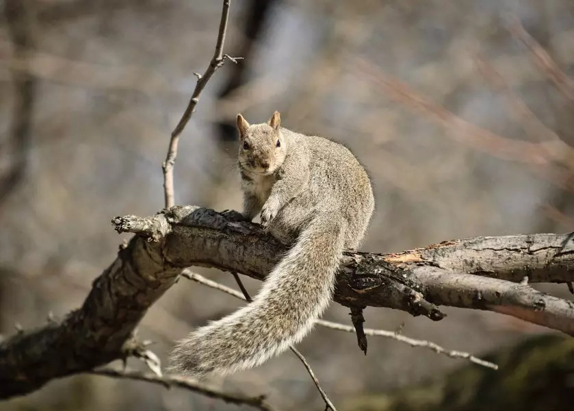 Squirrel-ро кушт, шикорчоро бо харгӯшҳои гов ҳалок карданд