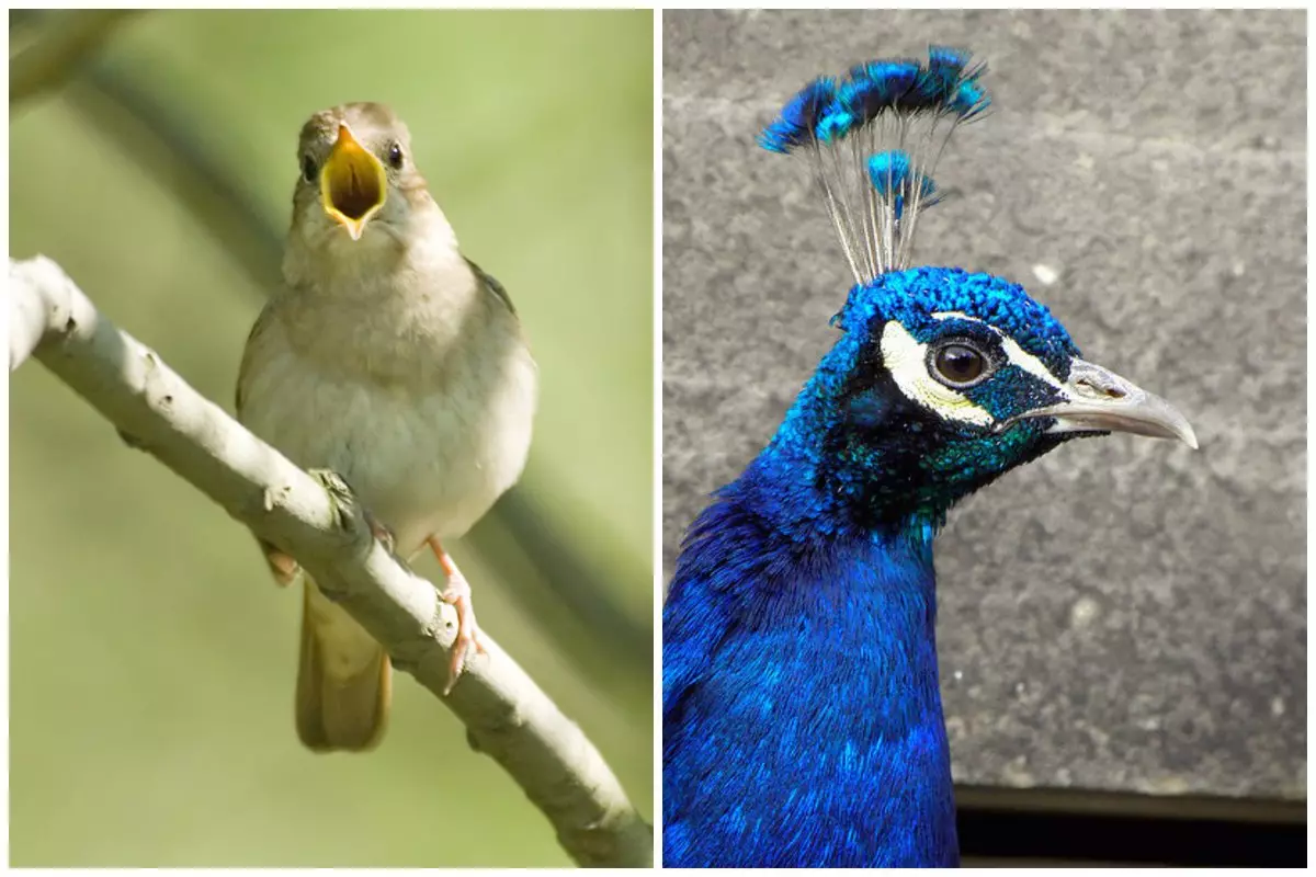 싱글 노래 또는 화려한 표정 : 깃털로 노래하는 방법은 무엇입니까?