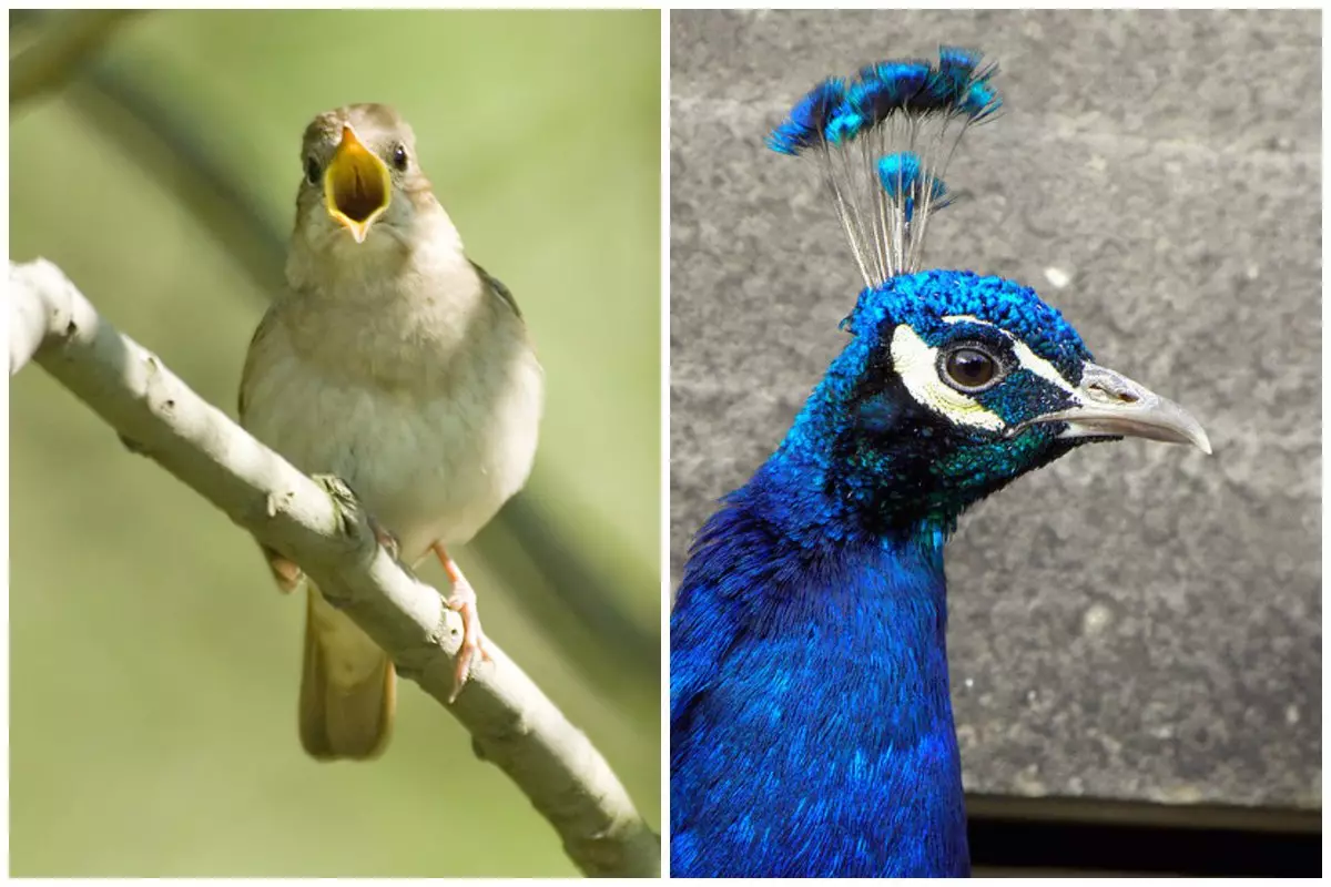 Singlech sangen oder wonnerschéinen Look: Wéi gesitt mat der Plumage?