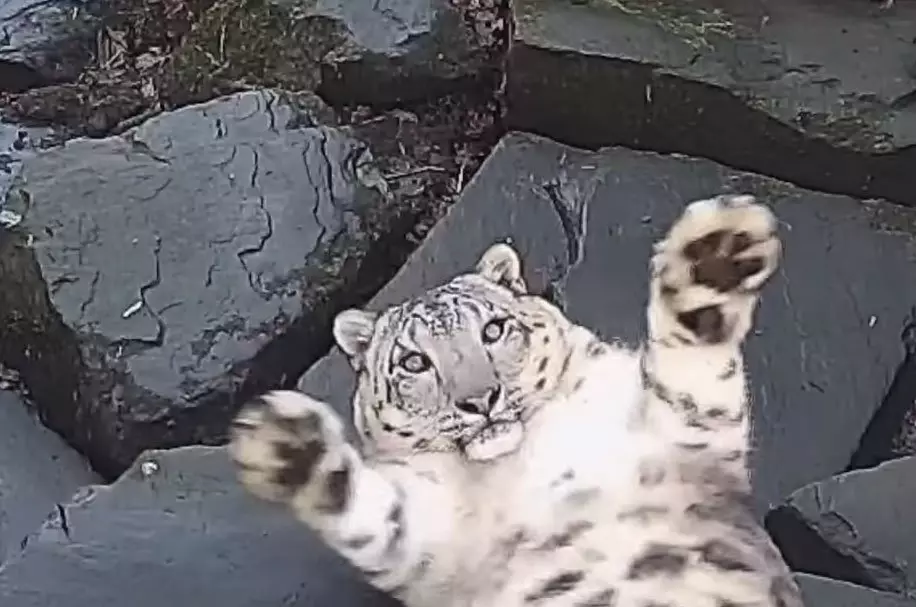Snow Leopard huet eng Videokamera gesinn: déi éischt Reaktioun