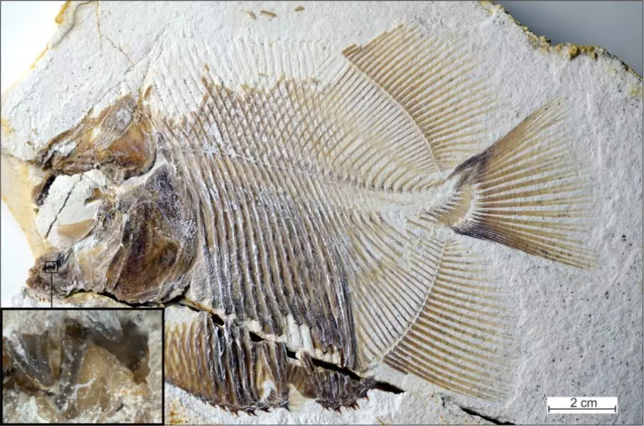 Mint Piranha, csak a Jurassic időszakból: egy csodálatos találat Németországból