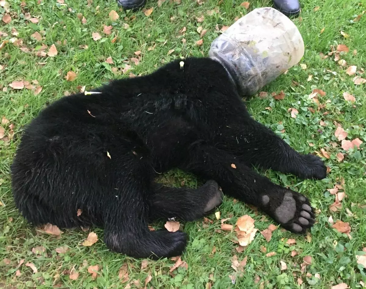 Salvarea unui urs din plasticul captivității poate