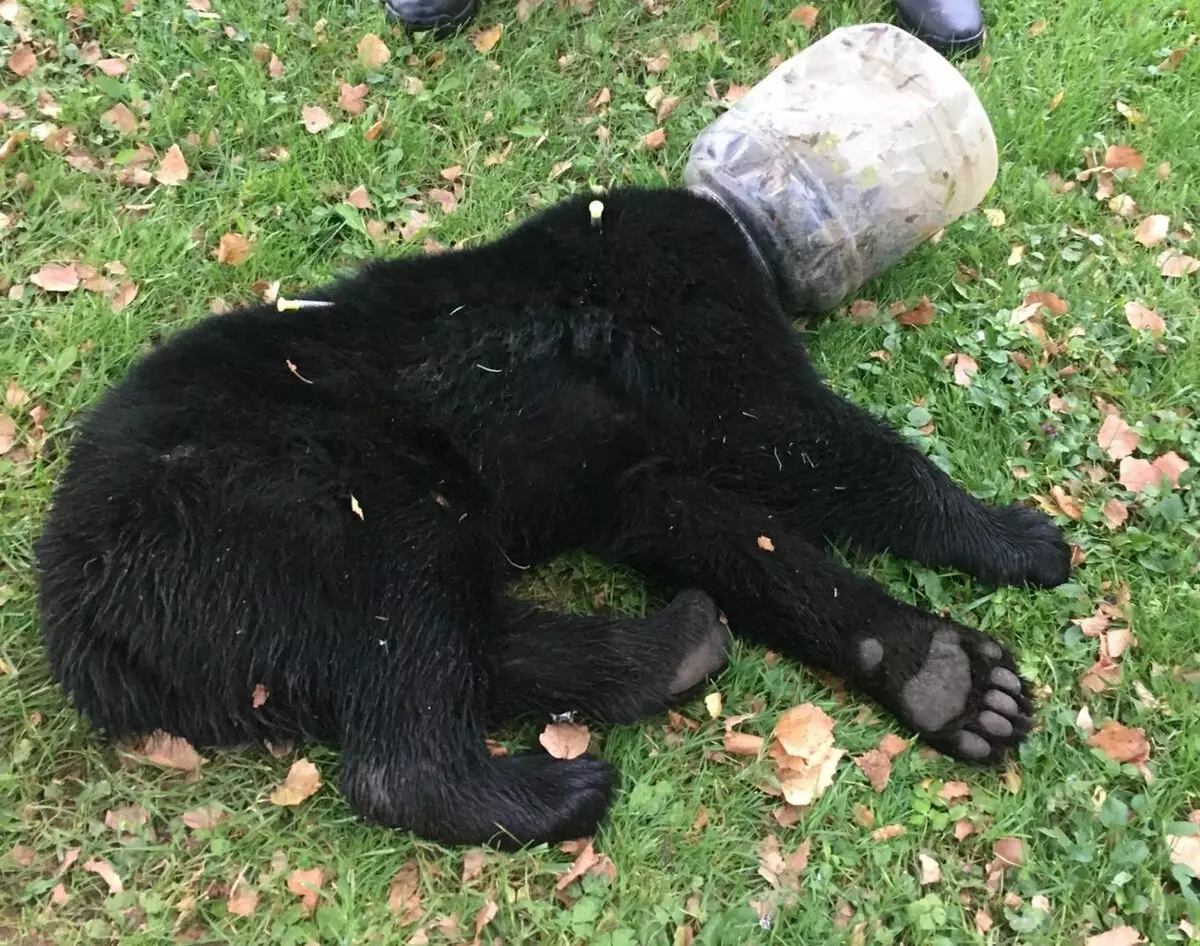 E Bär ze spueren vun der Geforlechkeet Plastik kann