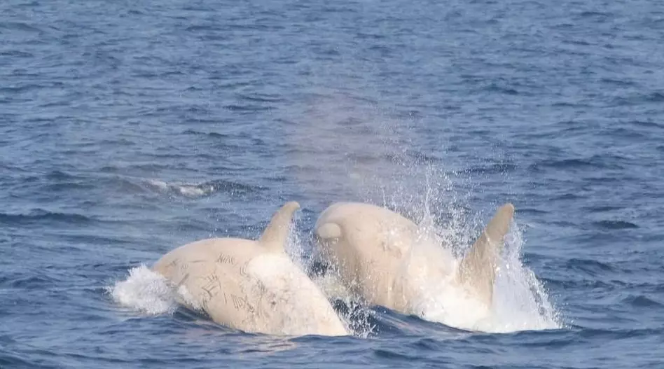 Біля берегів Японії помітили пару рідкісних білих косаток: відео