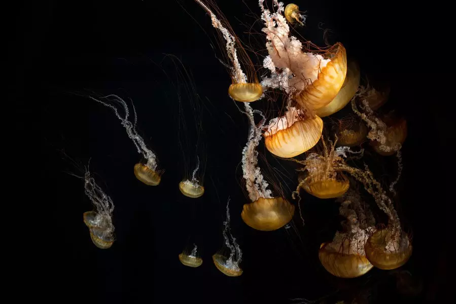 Jellyfish: strange, slippery, brainless, flawless