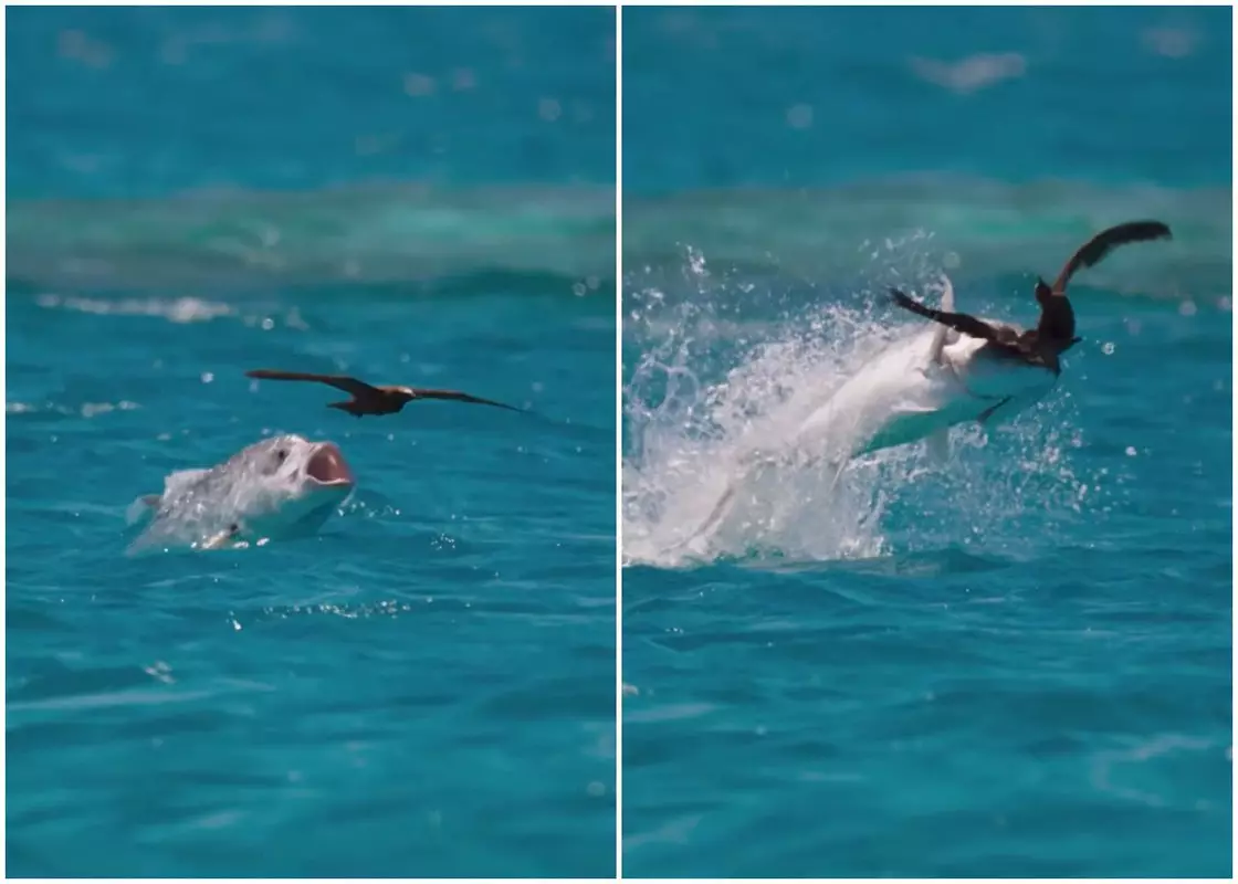 Fish catches Bird: Amazing video Blue Planet II