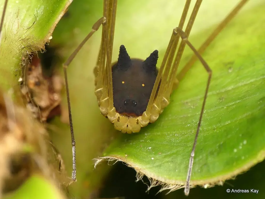 O le Sgad-vaega o le tama: o le sili ona uiga ese o le spider-foliga