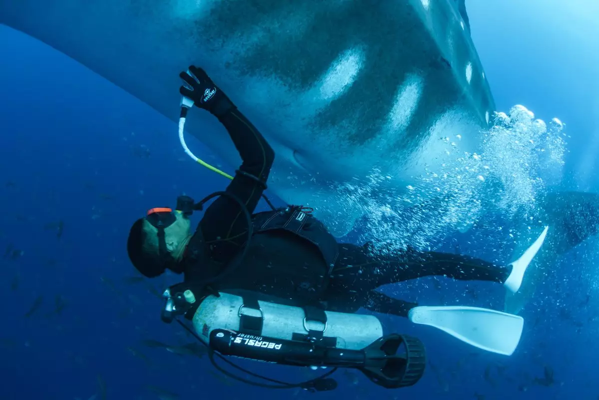 Whale sharks made an ultrasound: video