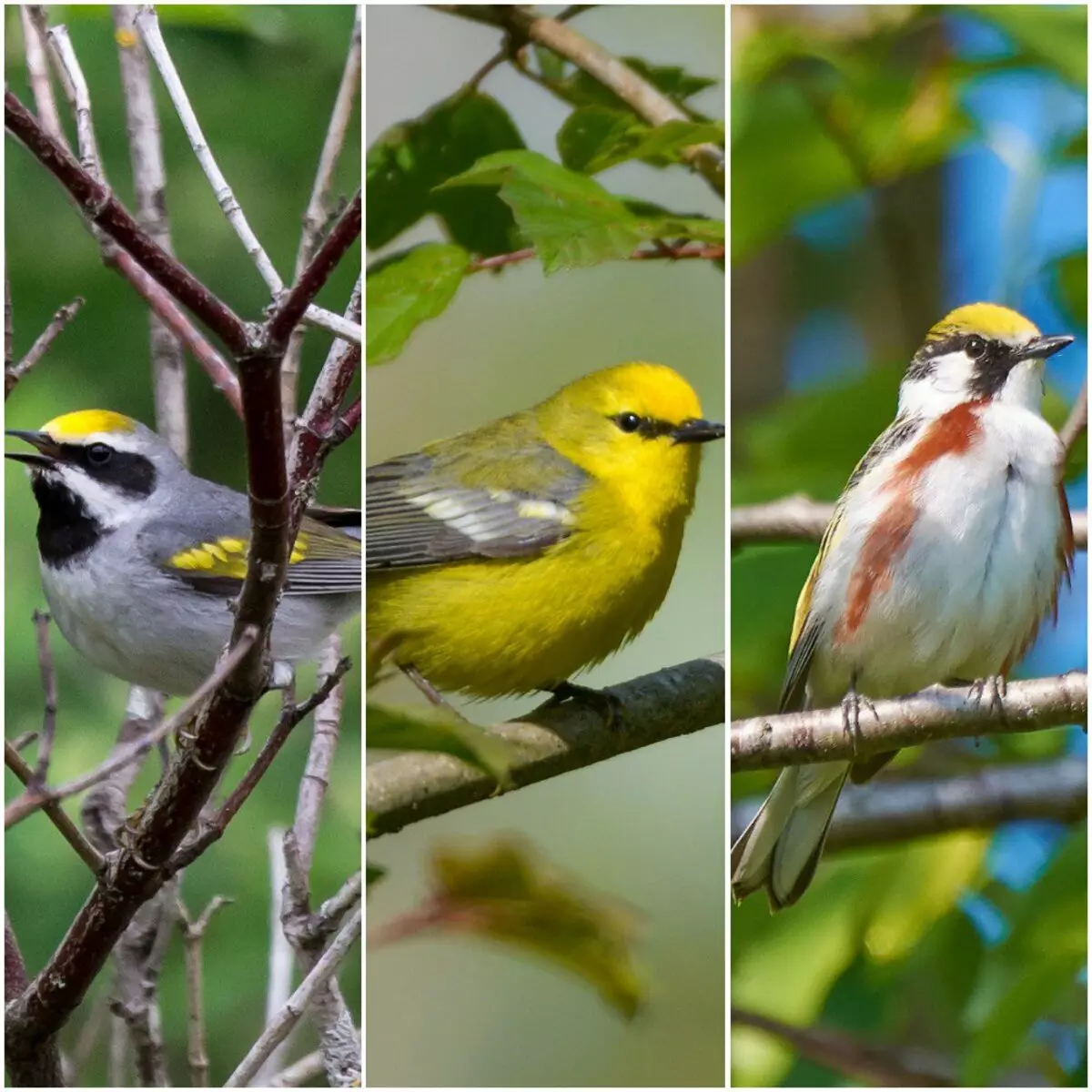 珍しい鳥は、3種の雑種であることが判明 - 歴史の中で初めて