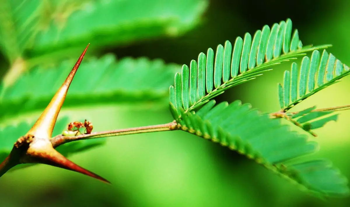 Ants na mimea: Kirumi kwa muda mrefu katika milenia