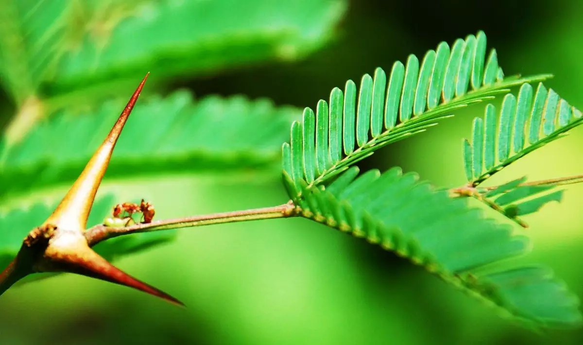 කුහුඹුවන් සහ පැල: රෝම සහස්රයේ දීර් long කාලයක් තිස්සේ