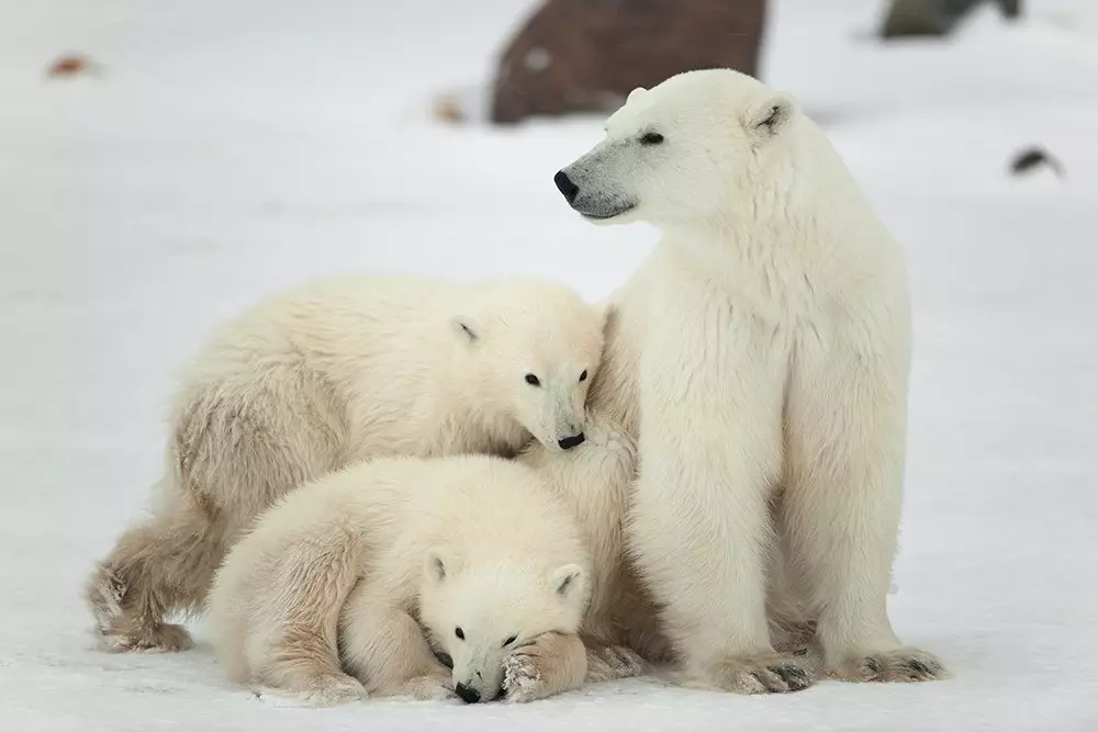 Vaovao tsara ho an'ny orsa polar