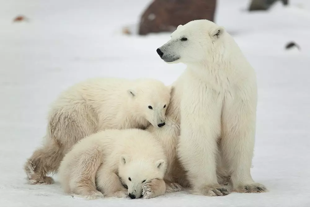 Good news for polar bears