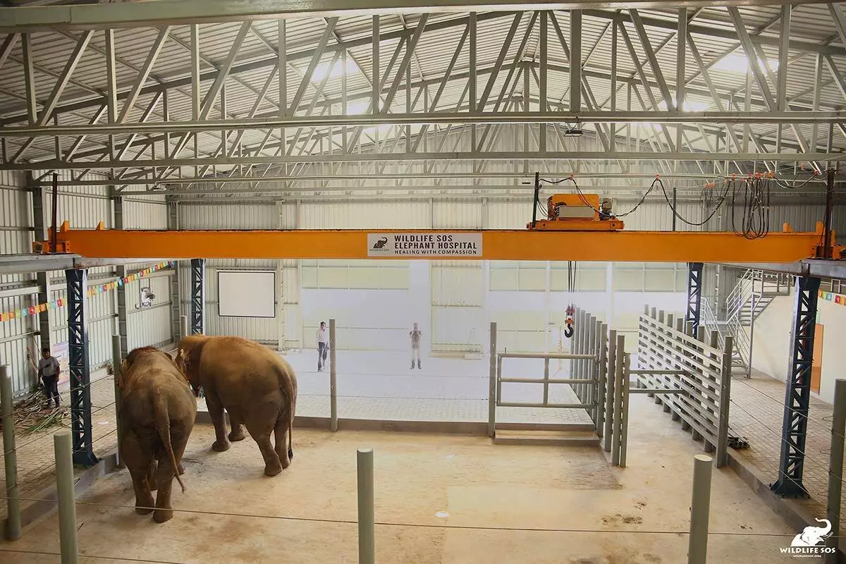 Die eerste in Indië hospitaal vir olifante begin werk