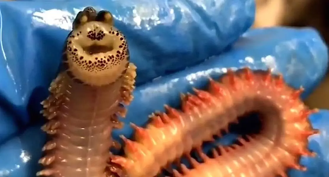 Neobični morski crv dobio je u mrežu - i na video