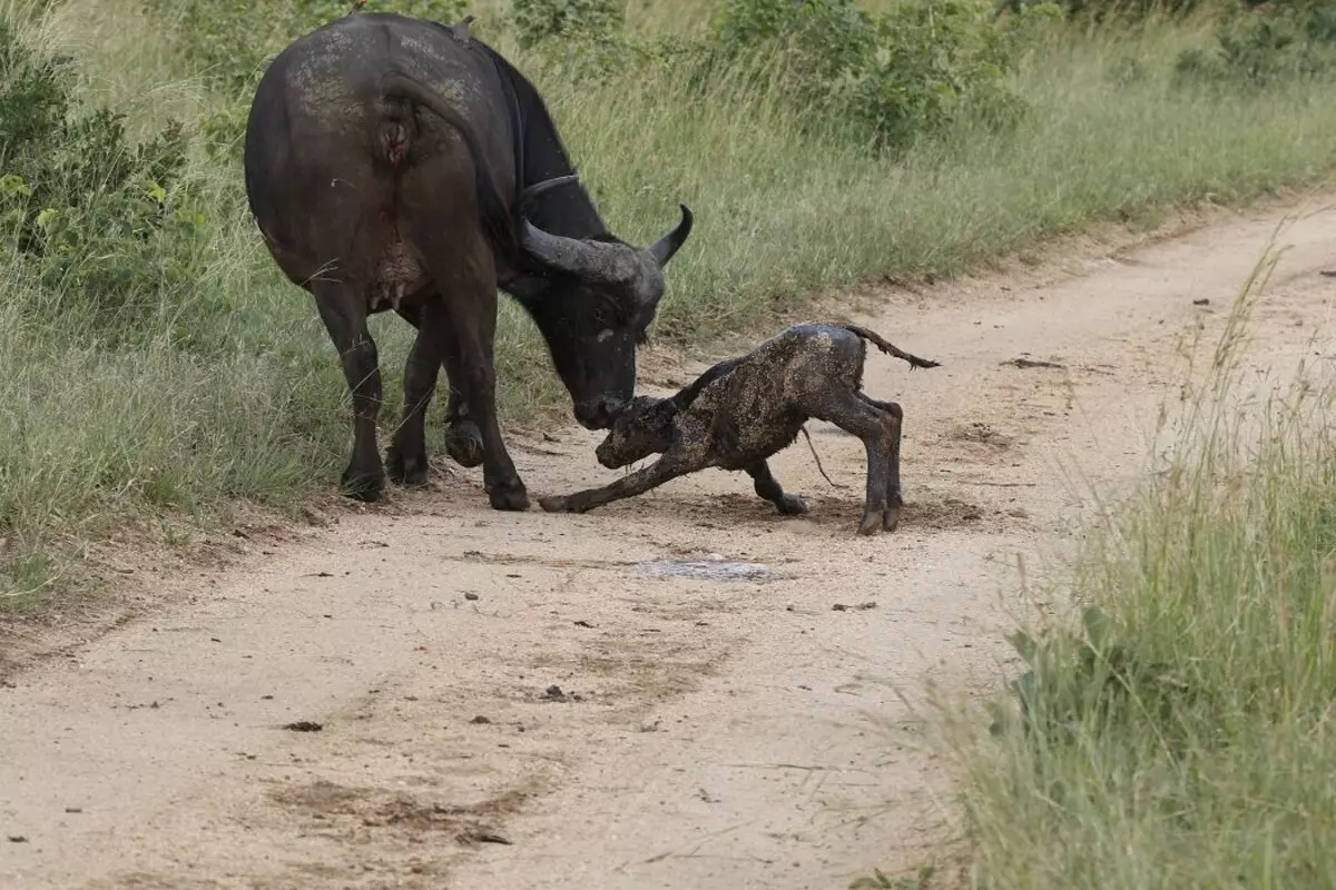 Buffalo Bible ka pel'a bahahlauli: video ena